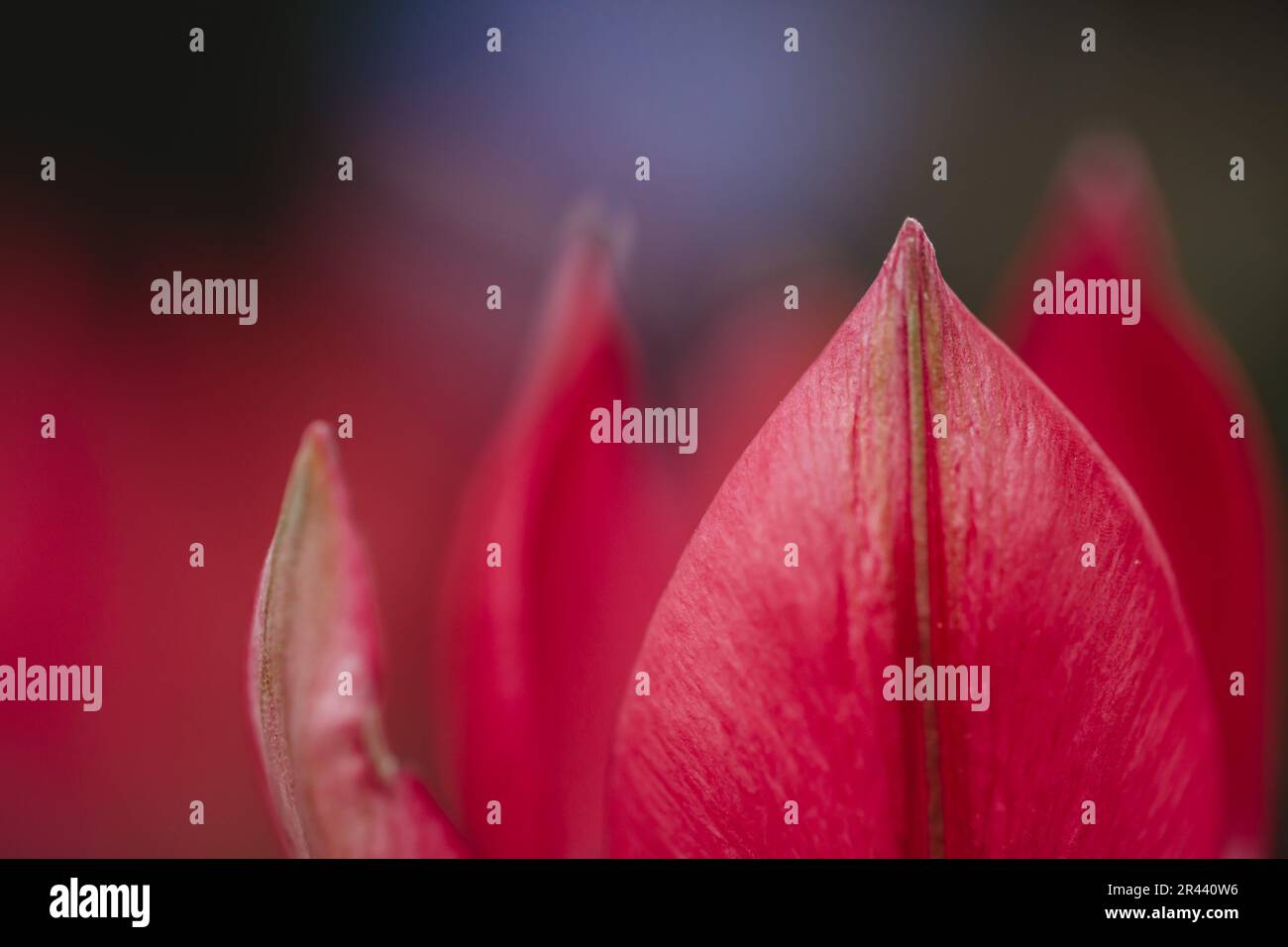 Close up side view of pink tulip petals Stock Photo - Alamy