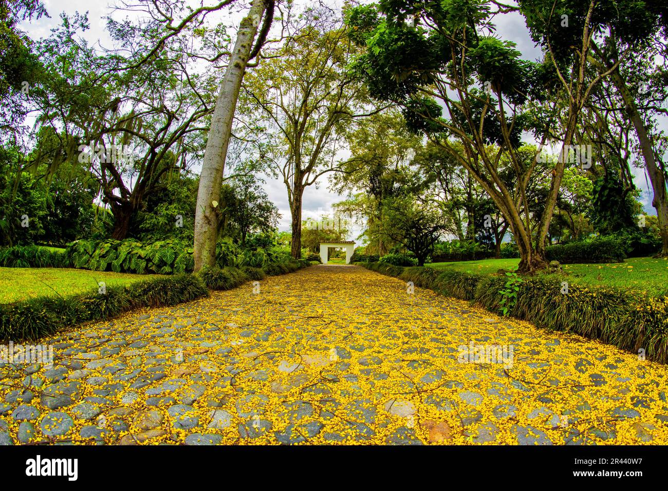 Colombia road flowers hi-res stock photography and images - Alamy