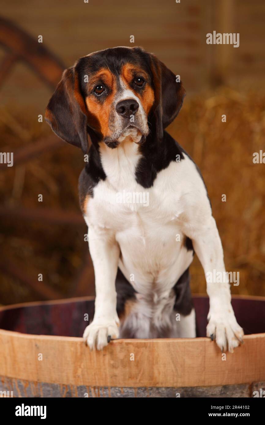 Beagle, Bitch, Wooden Barrel Stock Photo - Alamy