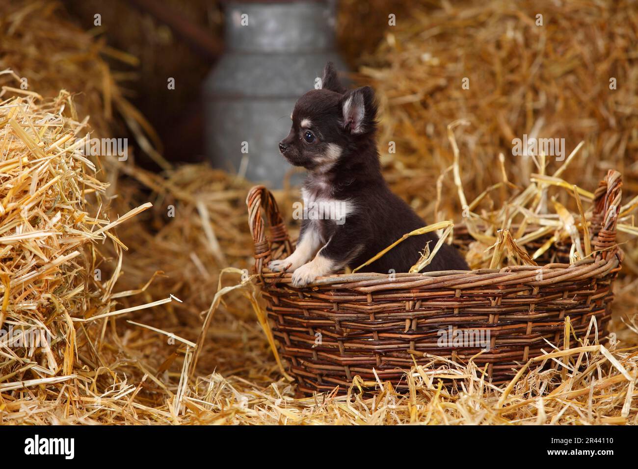 Chihuahua, Longhair, Puppy, Wicker Basket Stock Photo - Alamy