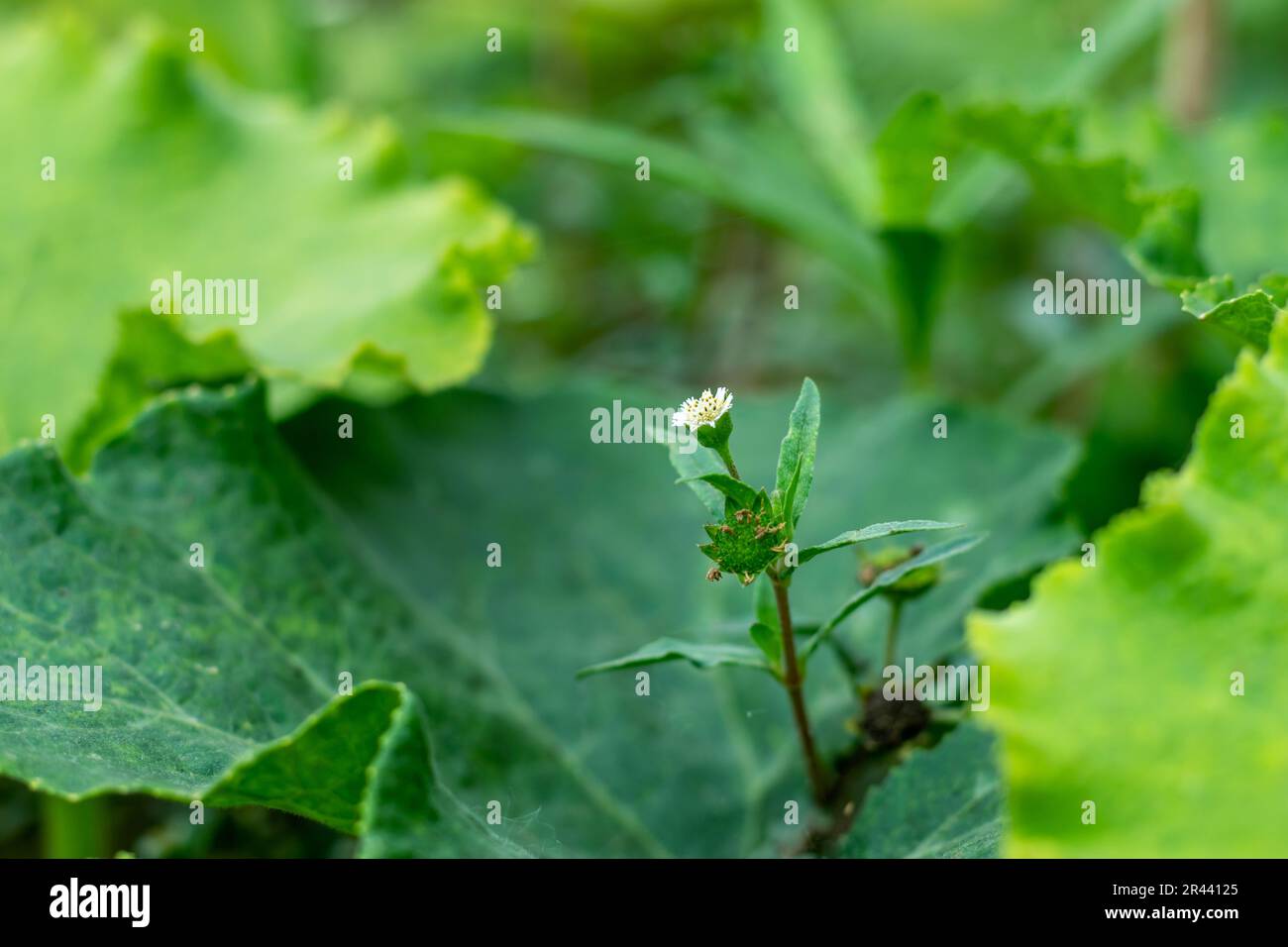 A tiny grass flower that is usually trodden over by everything. Taken close up it is a real ...