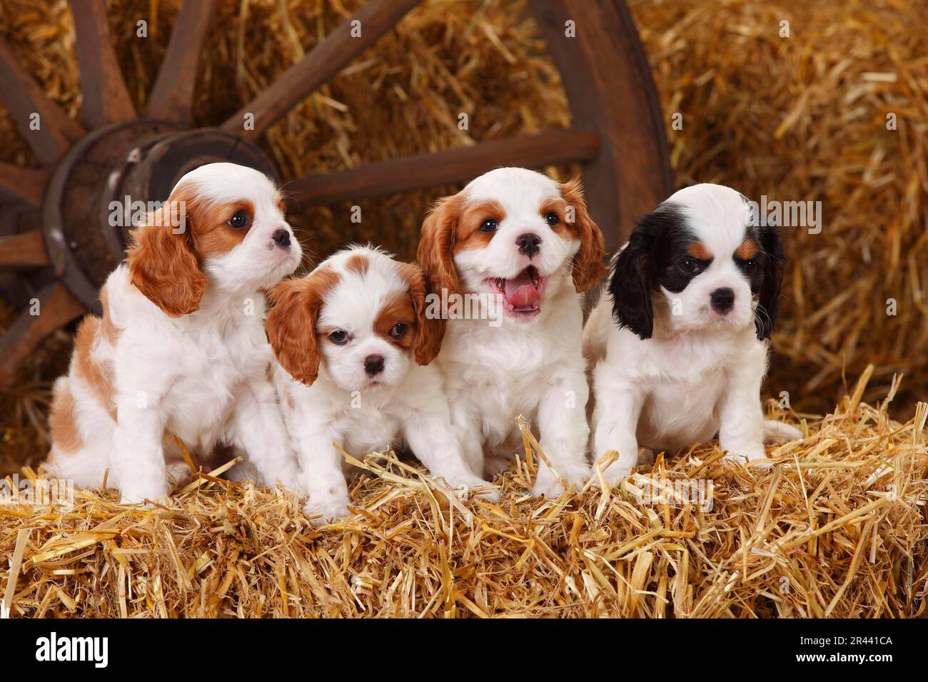 Cavalier King Charles Spaniel, puppies, tricolour and blenheim, 7 weeks ...