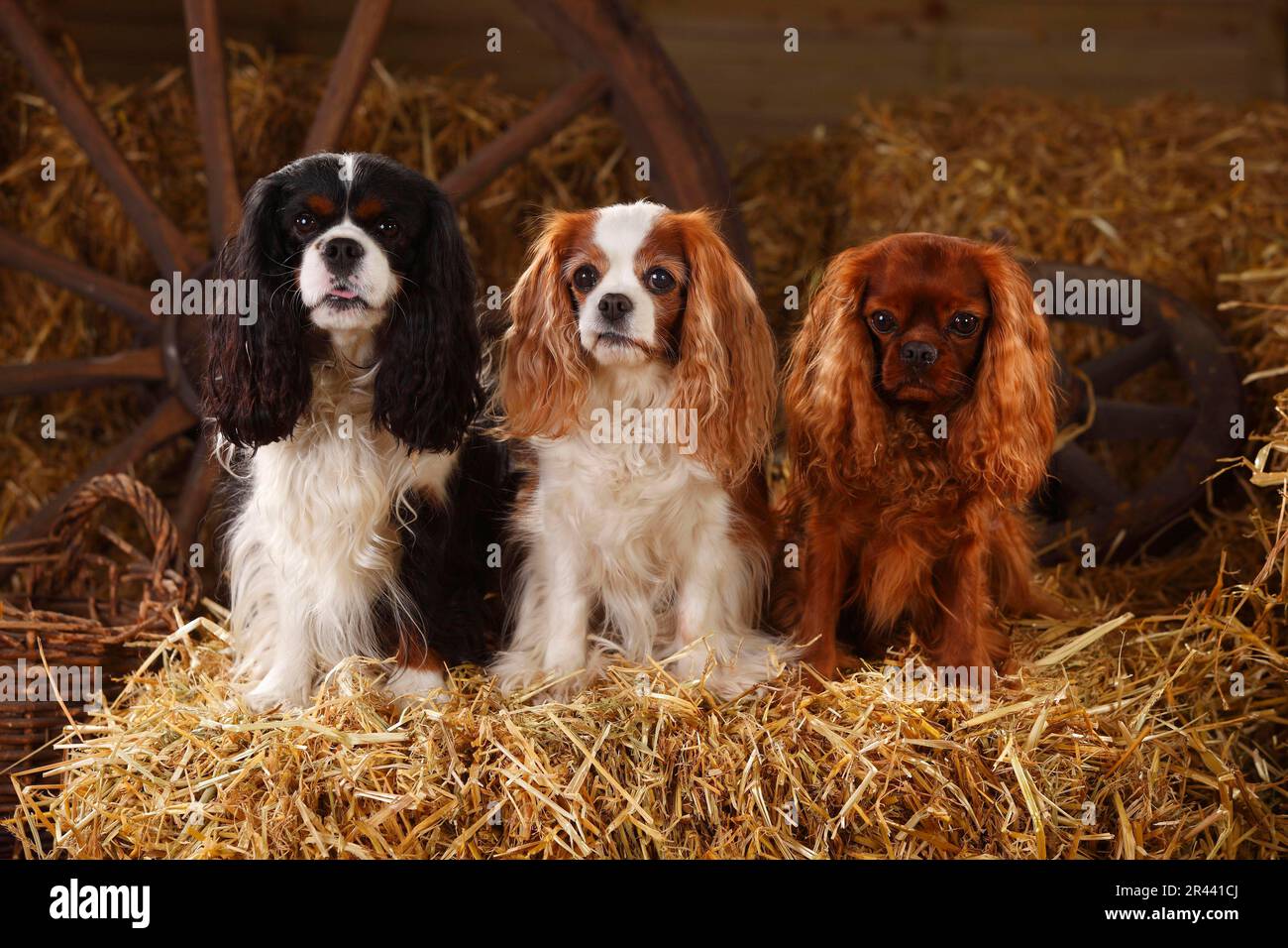 Cavalier King Charles Spaniel, ruby red, tricolour and blenheim Stock ...