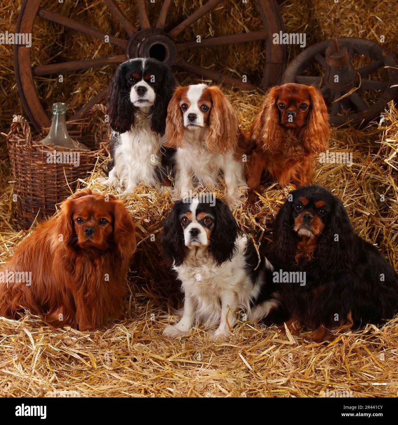 Ruby and tricolour hi-res stock photography and images - Alamy