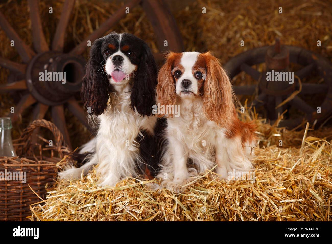 Cavalier King Charles Spaniel, Tricolour and Blenheim Stock Photo - Alamy
