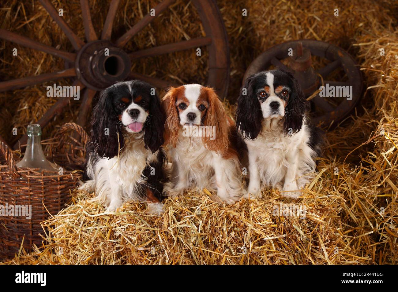 Cavalier King Charles Spaniel, Tricolour and Blenheim Stock Photo - Alamy