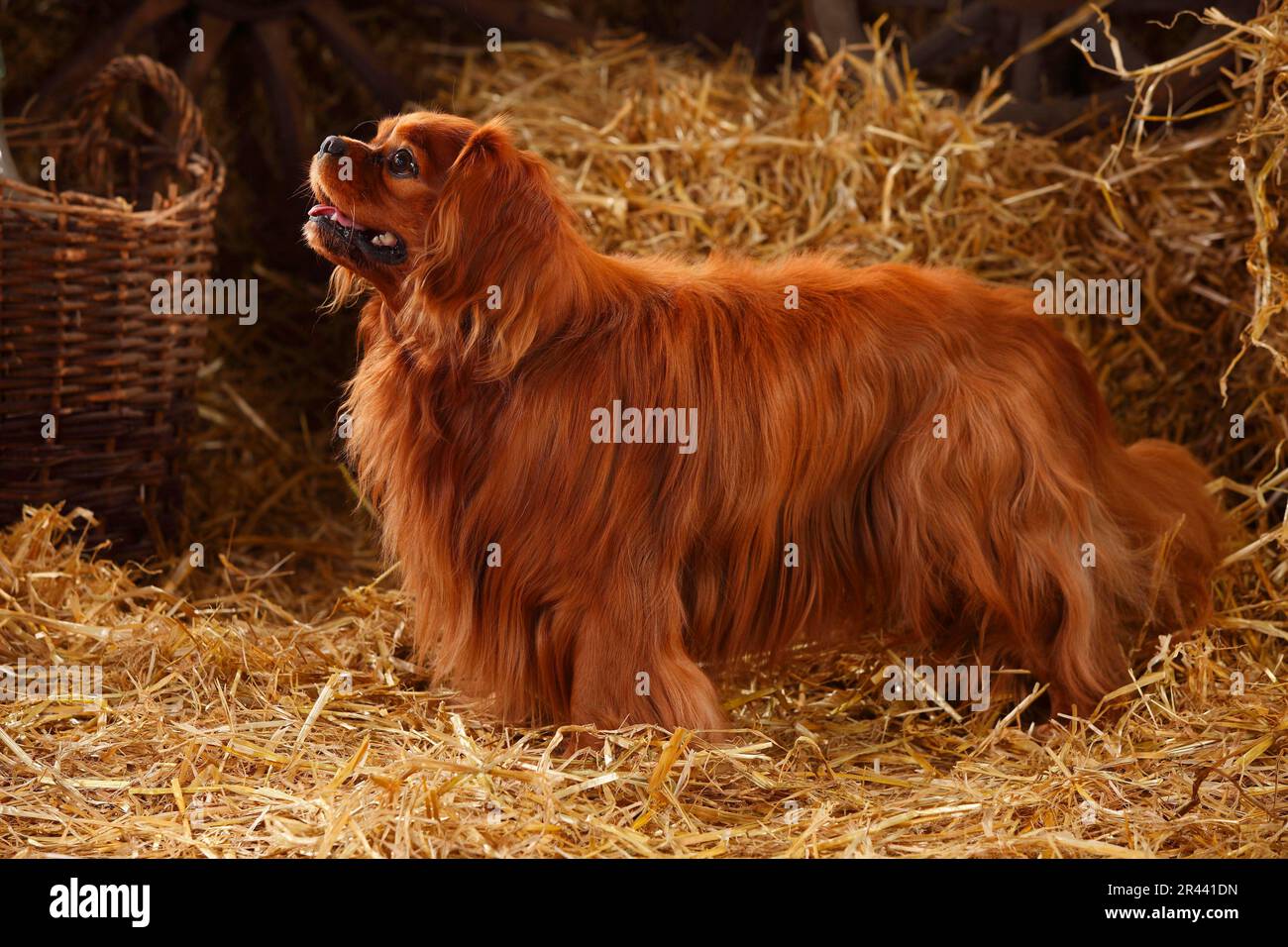Cavalier King Charles Spaniel, ruby red Stock Photo - Alamy