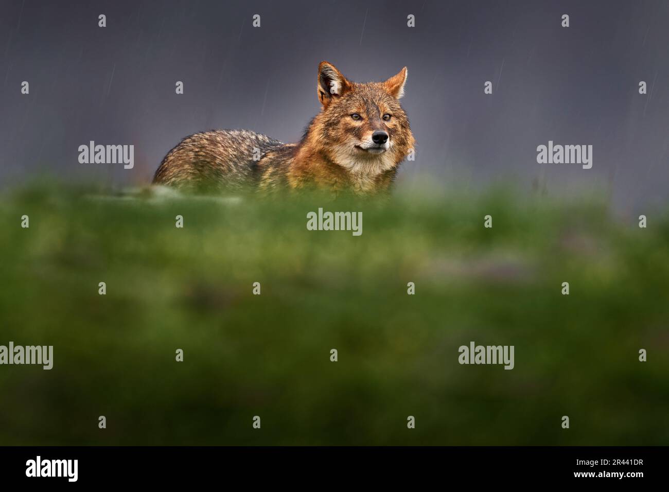 Golden jackal bulgaria hi-res stock photography and images - Alamy