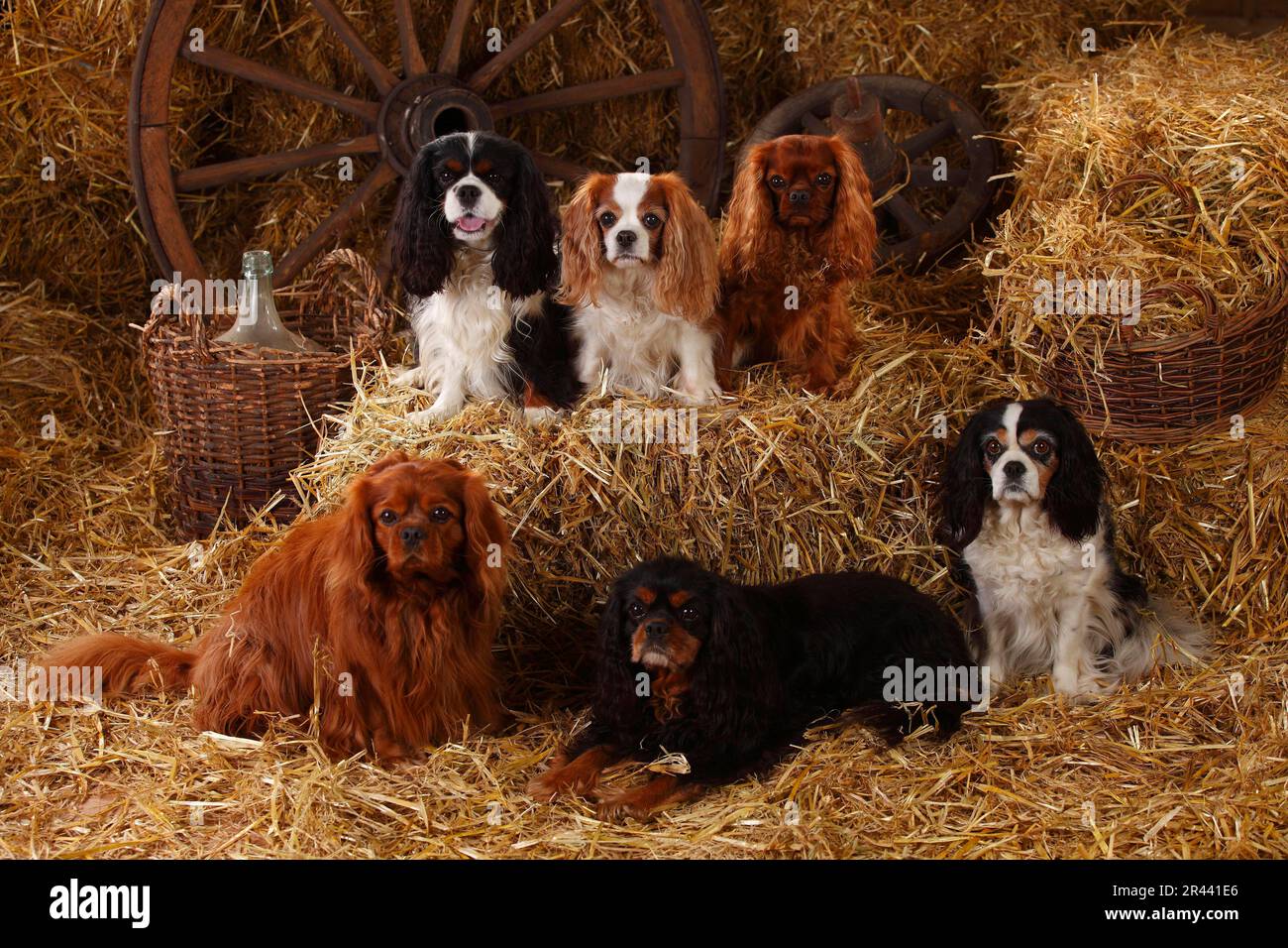 Cavalier King Charles Spaniel, ruby, tricolour, Blenheim and black-and ...