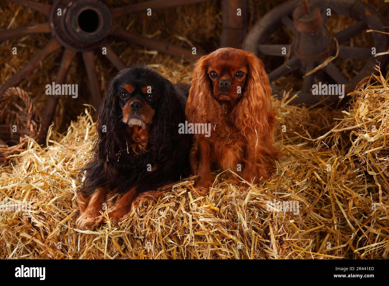 Cavalier King Charles Spaniel, ruby and black-and-tan Stock Photo - Alamy