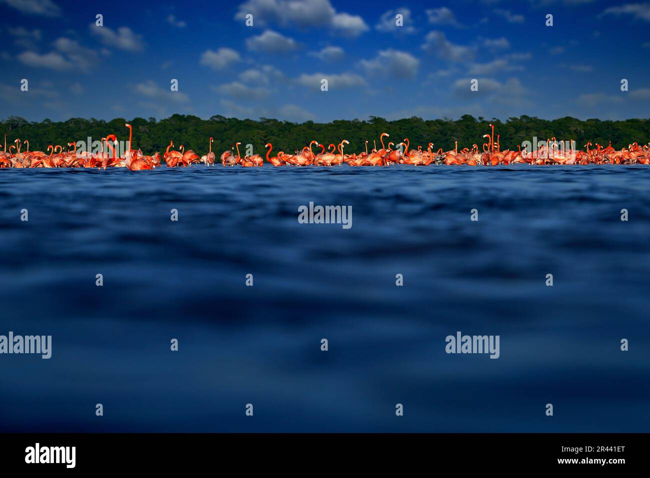 Flock of bird in the river sea water, with dark blue sky with clouds ...