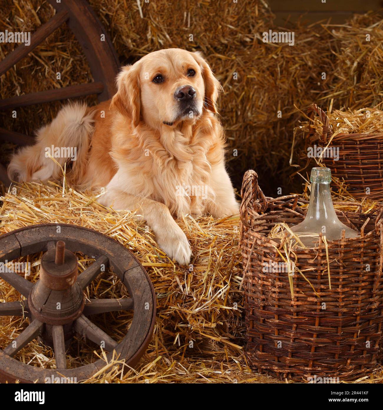 Photo golden retriever breed hi-res stock photography and images - Alamy