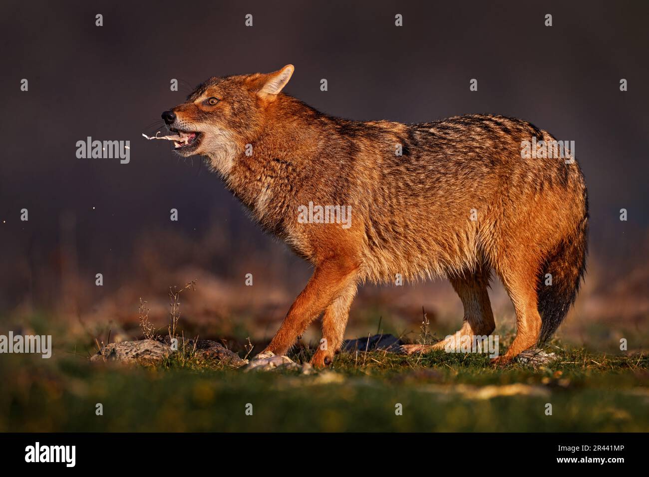 Jackal puke vomit meat with open muzzle. Golden jackal, Canis aureus ...