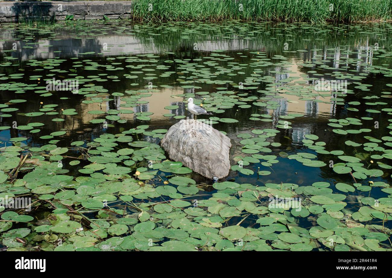 Lilli pad hi-res stock photography and images - Alamy