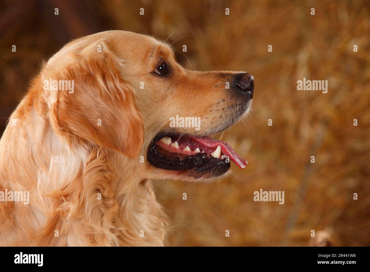Male golden retriever profile hi-res stock photography and images - Alamy