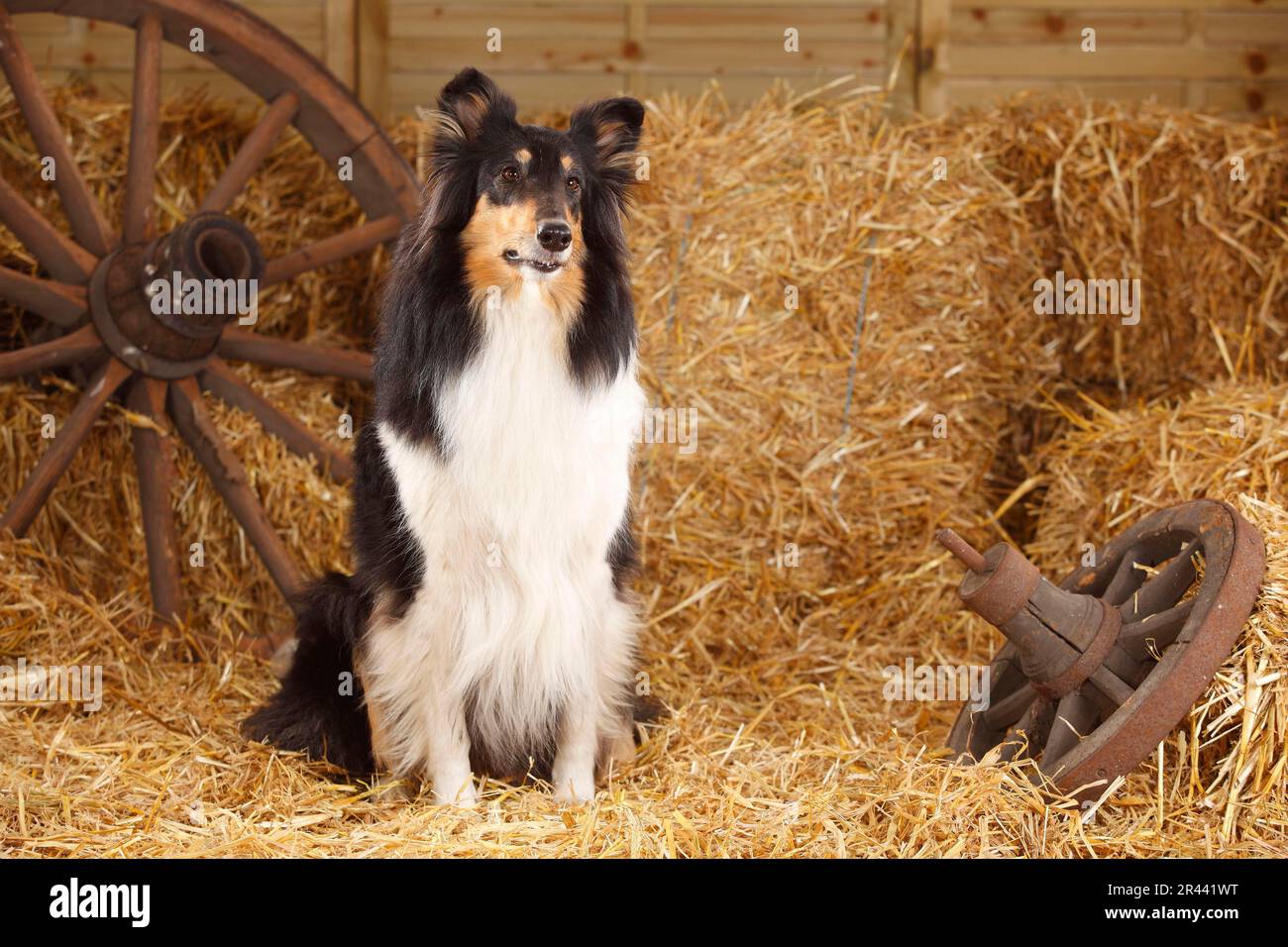 Scottish Sheepdog, Female, 4 years, Collie Stock Photo - Alamy