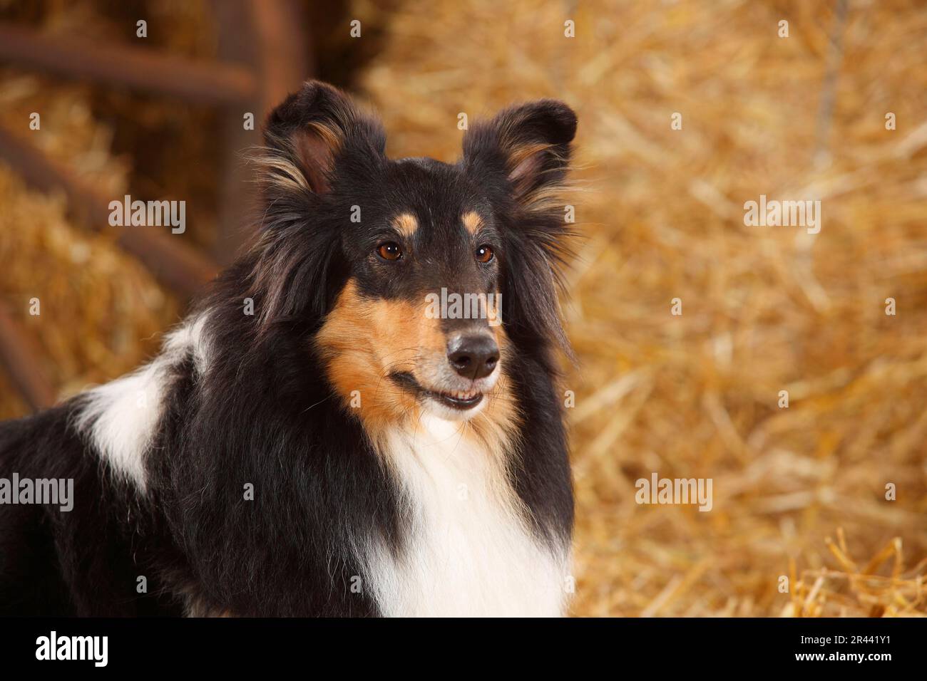 Scottish Sheepdog, Female, 4 years, Collie Stock Photo - Alamy