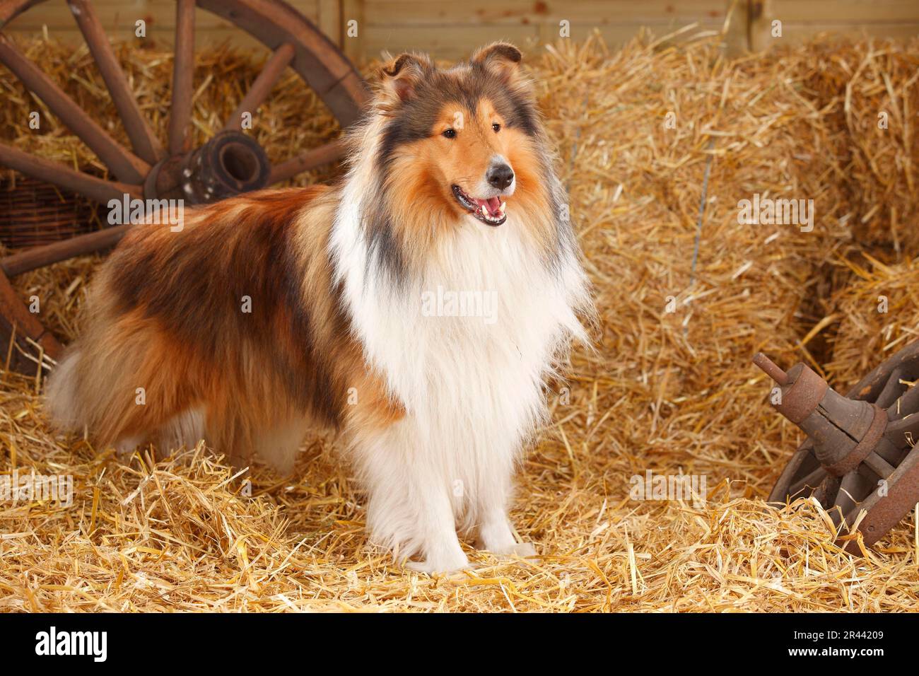 Scottish Sheepdog, Male, 3 years, Collie Stock Photo - Alamy