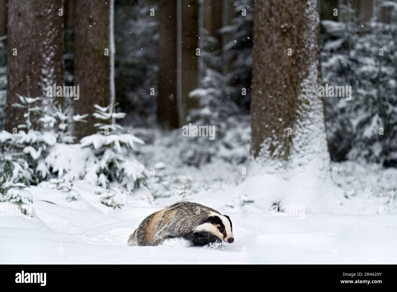 Badger cub in the rain hi-res stock photography and images - Alamy