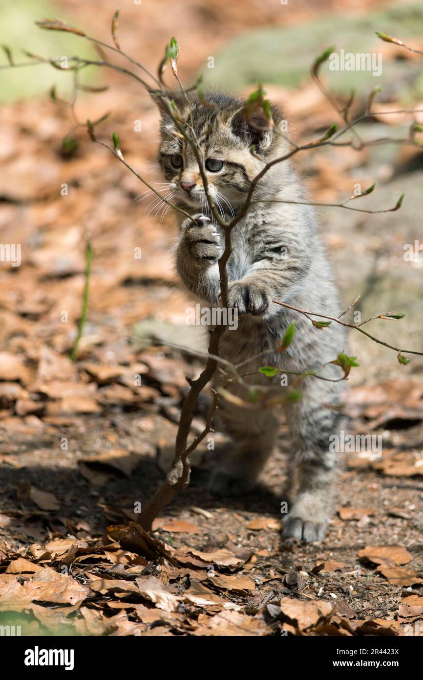 European Wildcat (Felis silvestris), young animal, Bavarian Forest ...