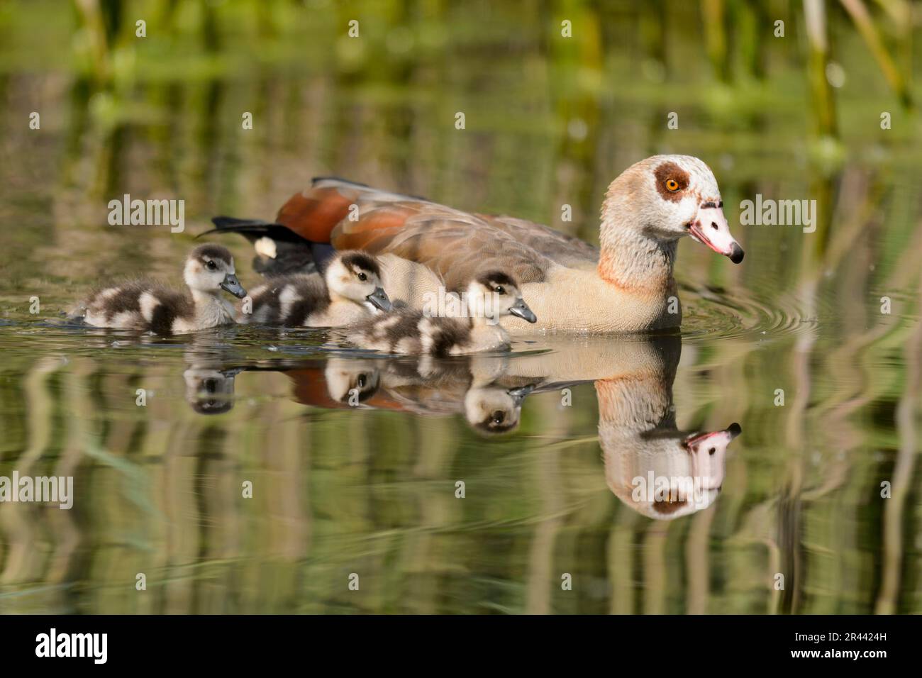 Egyptian goose alopochen aegyptiacus couple hi-res stock photography ...