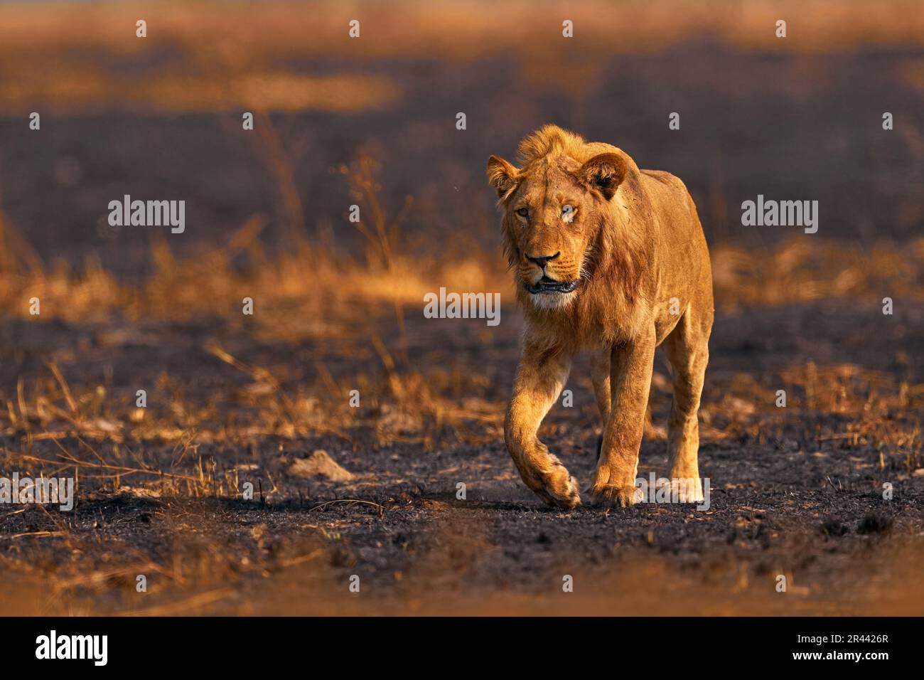 Lion, fire burned destroyed savannah. Animal in fire burnt place, lion ...