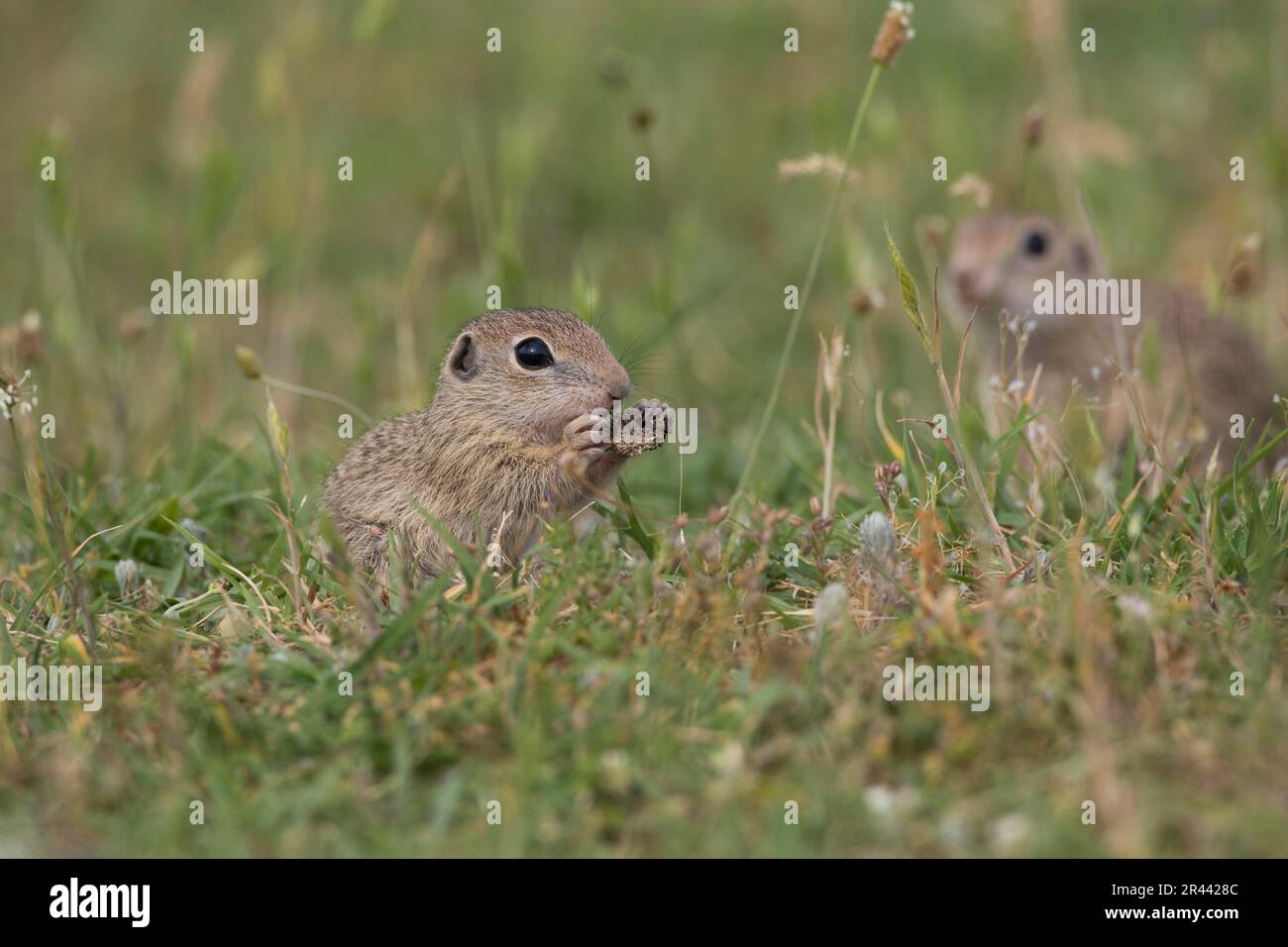 European souslik (Spermophilus citellus), Bulgary Stock Photo - Alamy