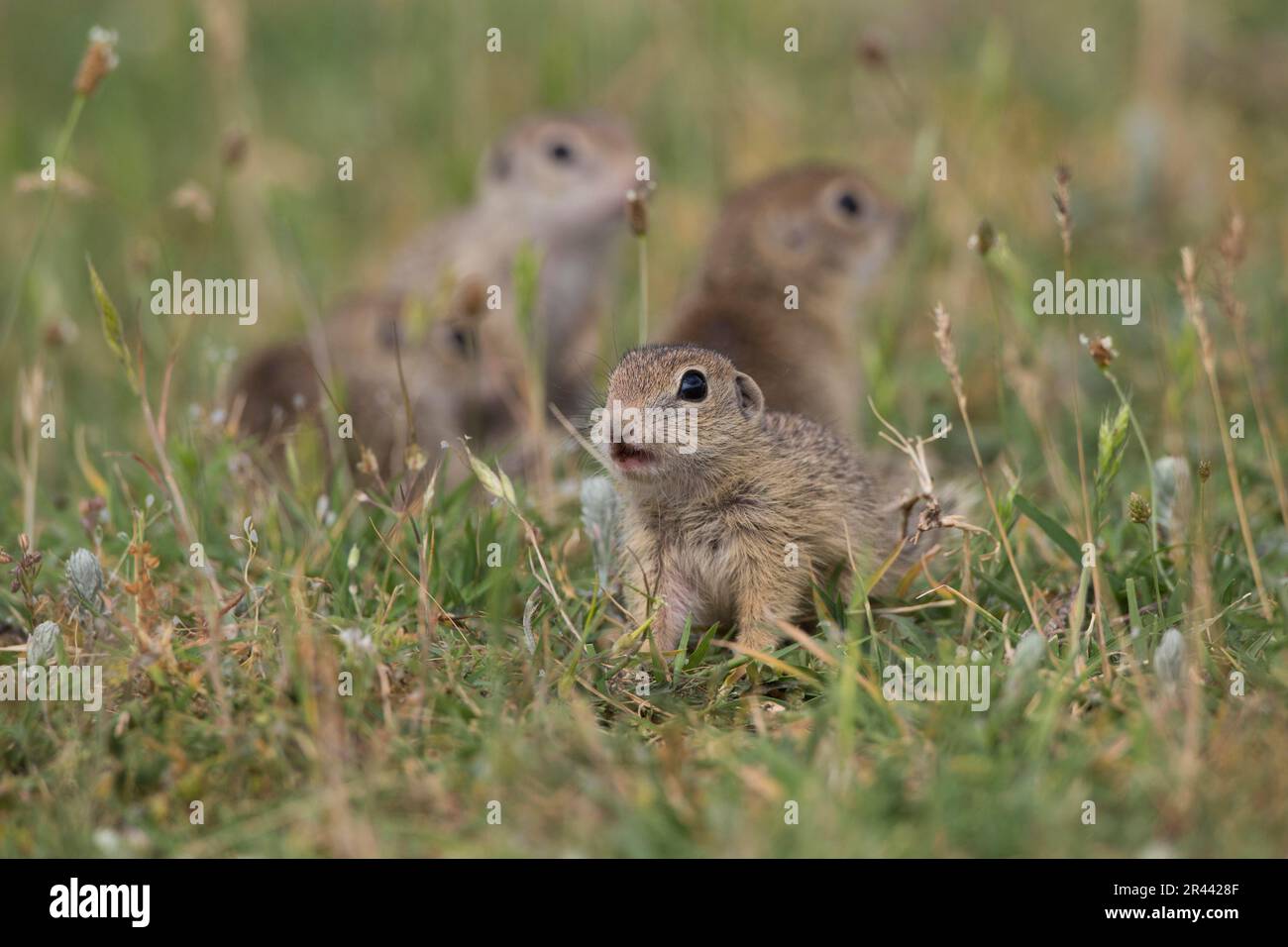 European souslik (Spermophilus citellus), Bulgary Stock Photo - Alamy