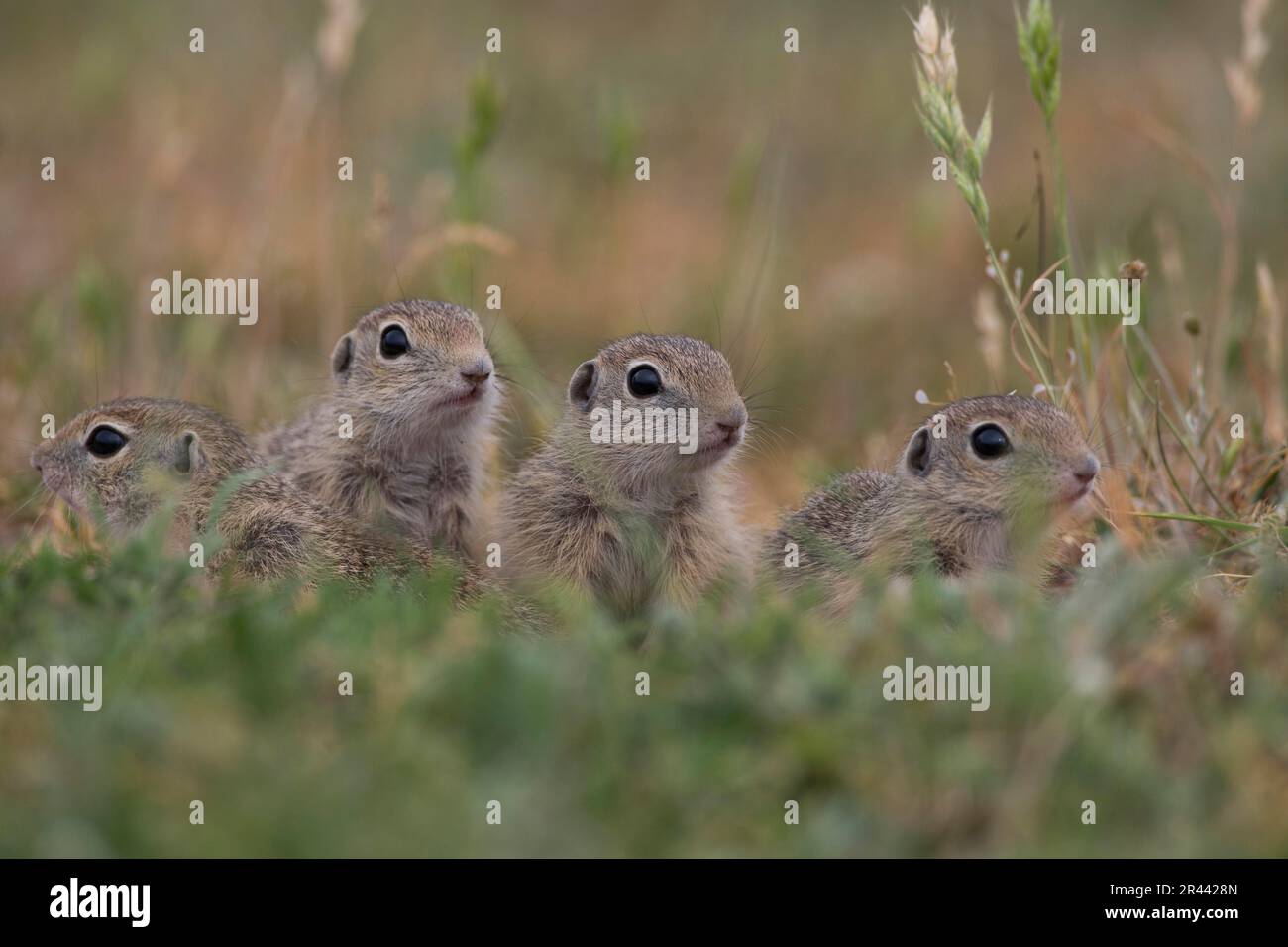 European souslik (Spermophilus citellus), Bulgary Stock Photo - Alamy