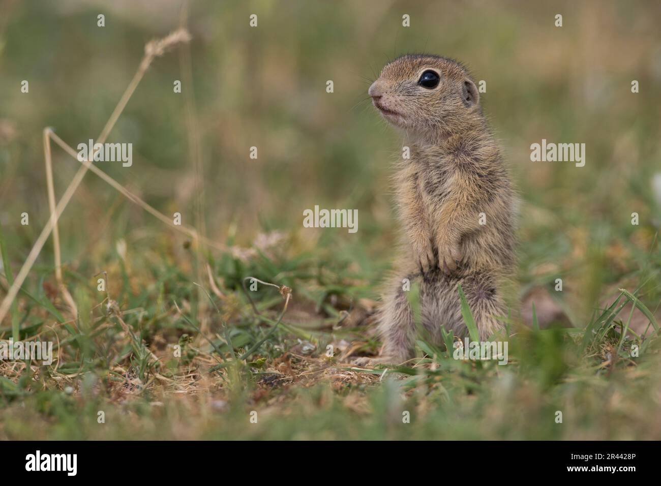 European souslik (Spermophilus citellus), Bulgary Stock Photo - Alamy