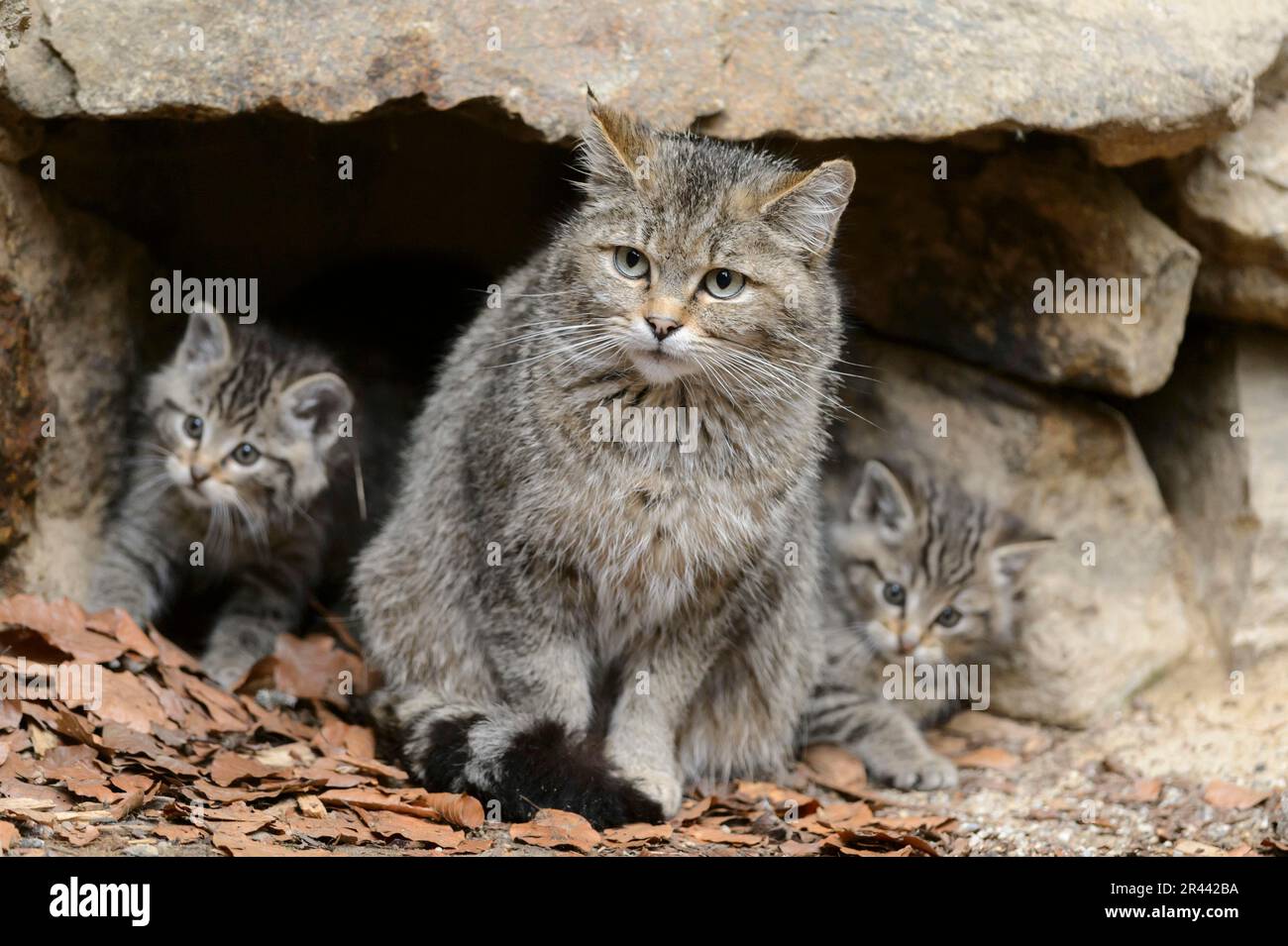 European Wildcat (Felis silvestris) and kittens, Bavarian Forest ...