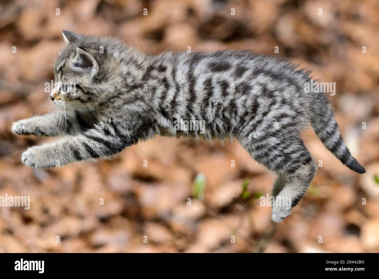 Wildcat cutout hi-res stock photography and images - Alamy