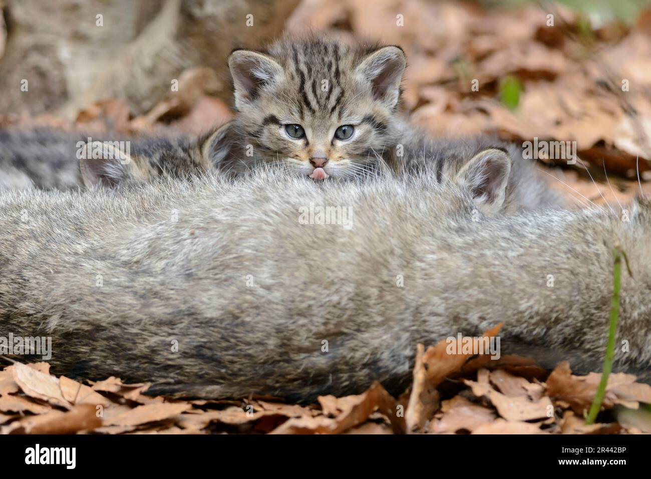 Common Wild Cat (Felis silvestris) with kittens, National Park Bavarian ...