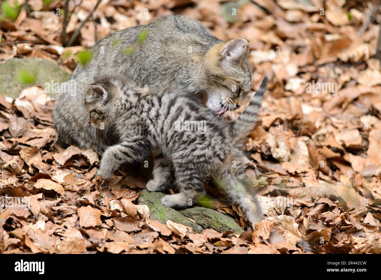 European Wildcat (Felis silvestris) and young, Bavarian Forest National ...