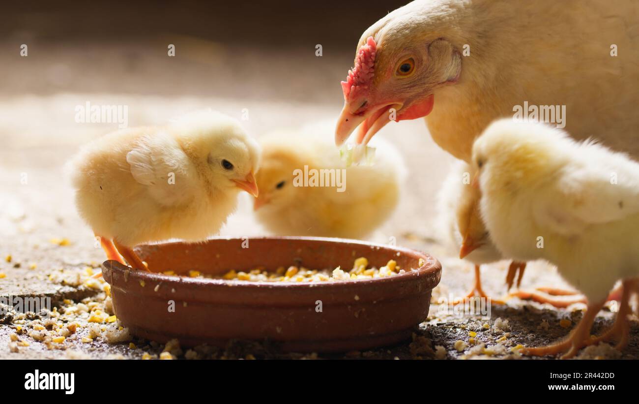 chicks with mom eat from bowl Stock Photo - Alamy