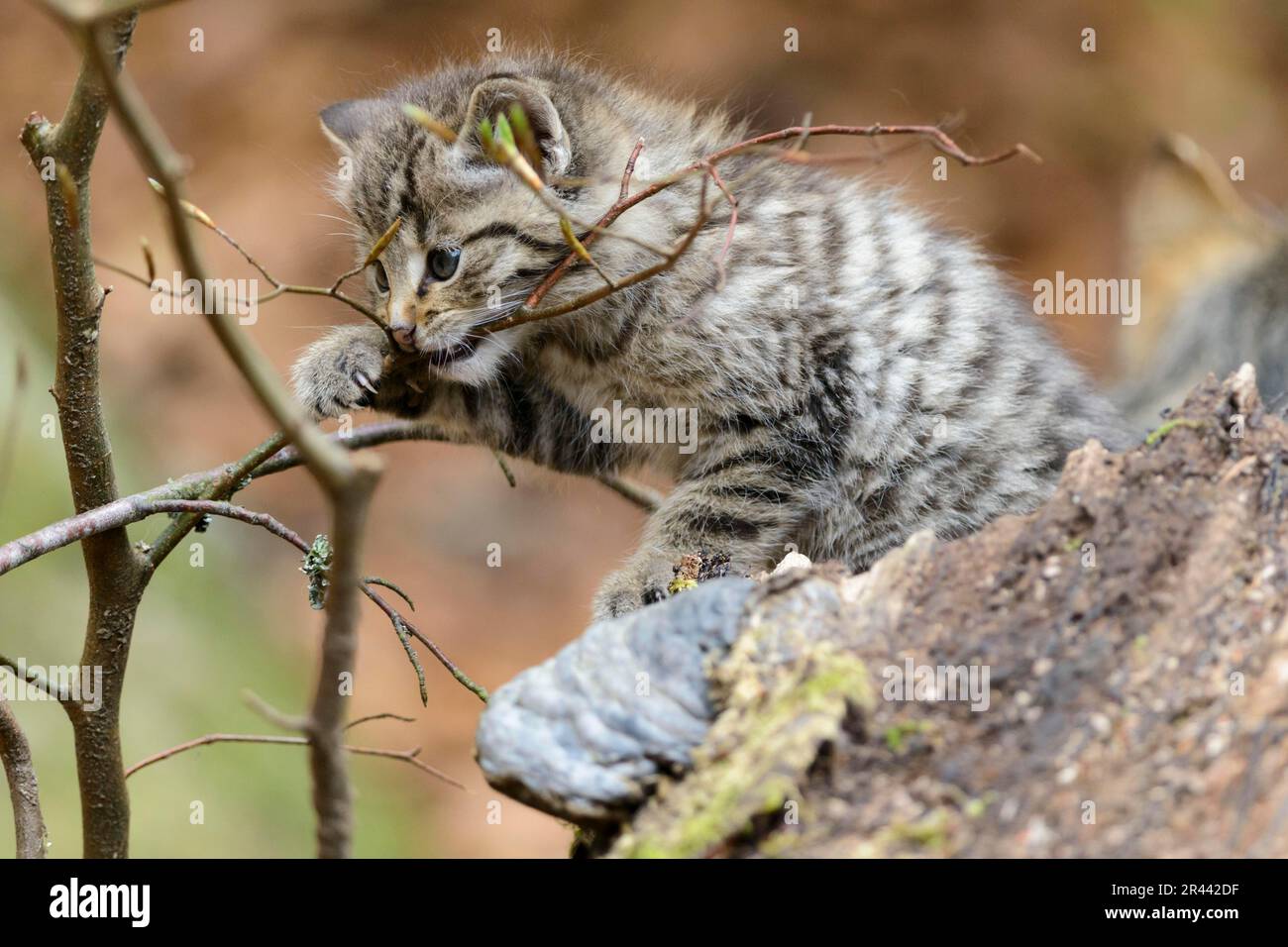 European Wildcat (Felis silvestris), young animal, Bavarian Forest ...