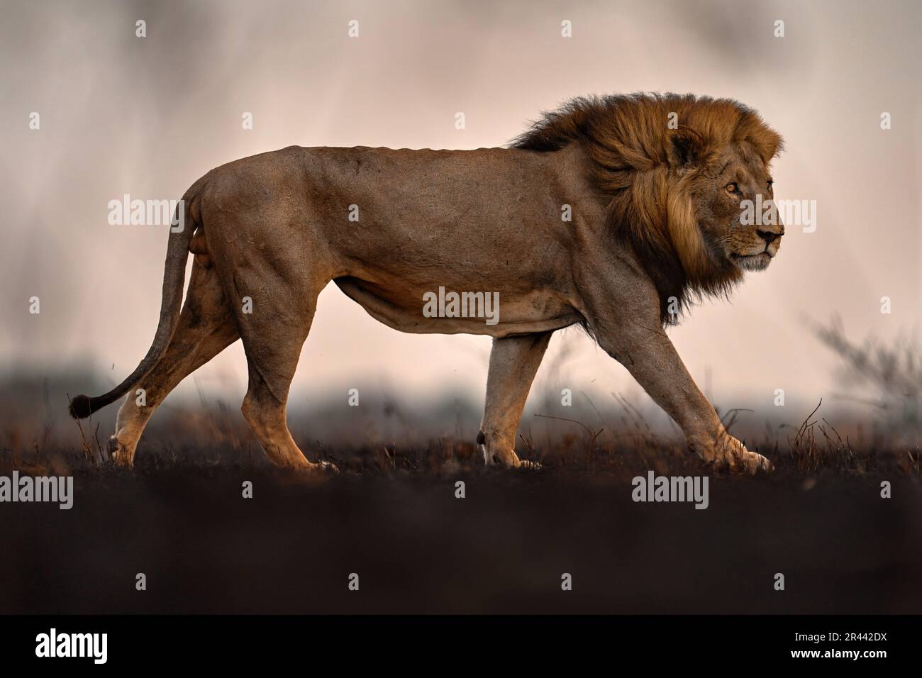 Lion, fire burned destroyed savannah. Animal in fire burnt place, lion ...