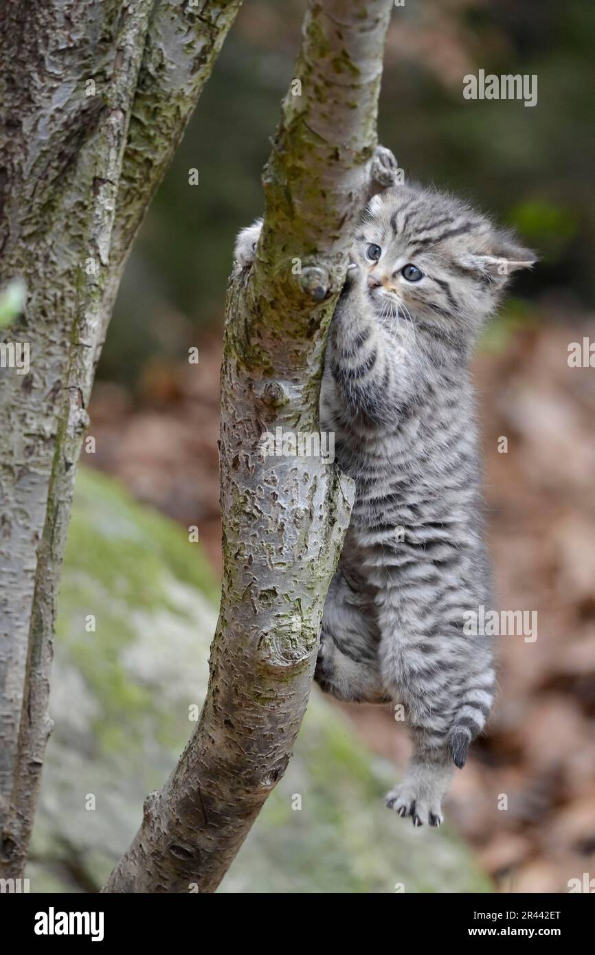 Common Wild Cat (Felis silvestris), kitten, National Park Bavarian ...
