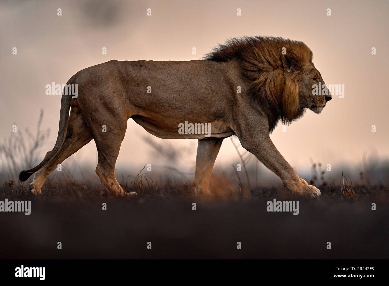 Lion, fire burned destroyed savannah. Animal in fire burnt place, lion ...