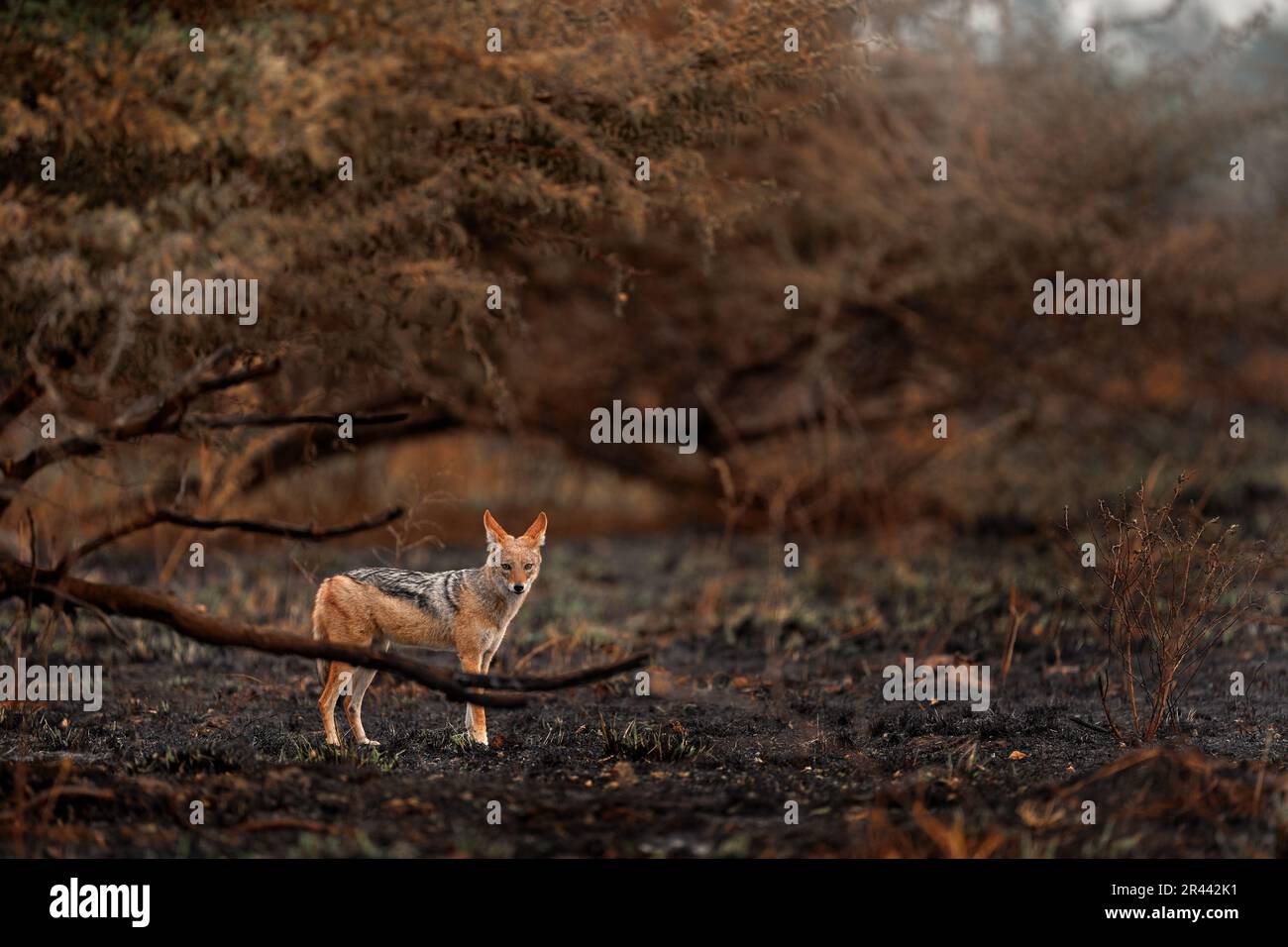 Black-Backed Jackal, Canis mesomelasfire, burned destroyed savannah ...