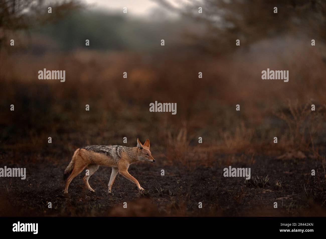 Jackal run in black ash and cinders, Savuti, Chobe NP in Botswana. Hot ...