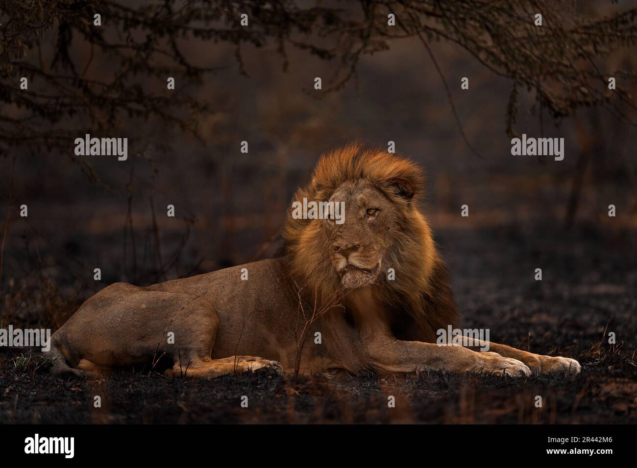 Lion, fire burned destroyed savannah. Animal in fire burnt place, lion ...
