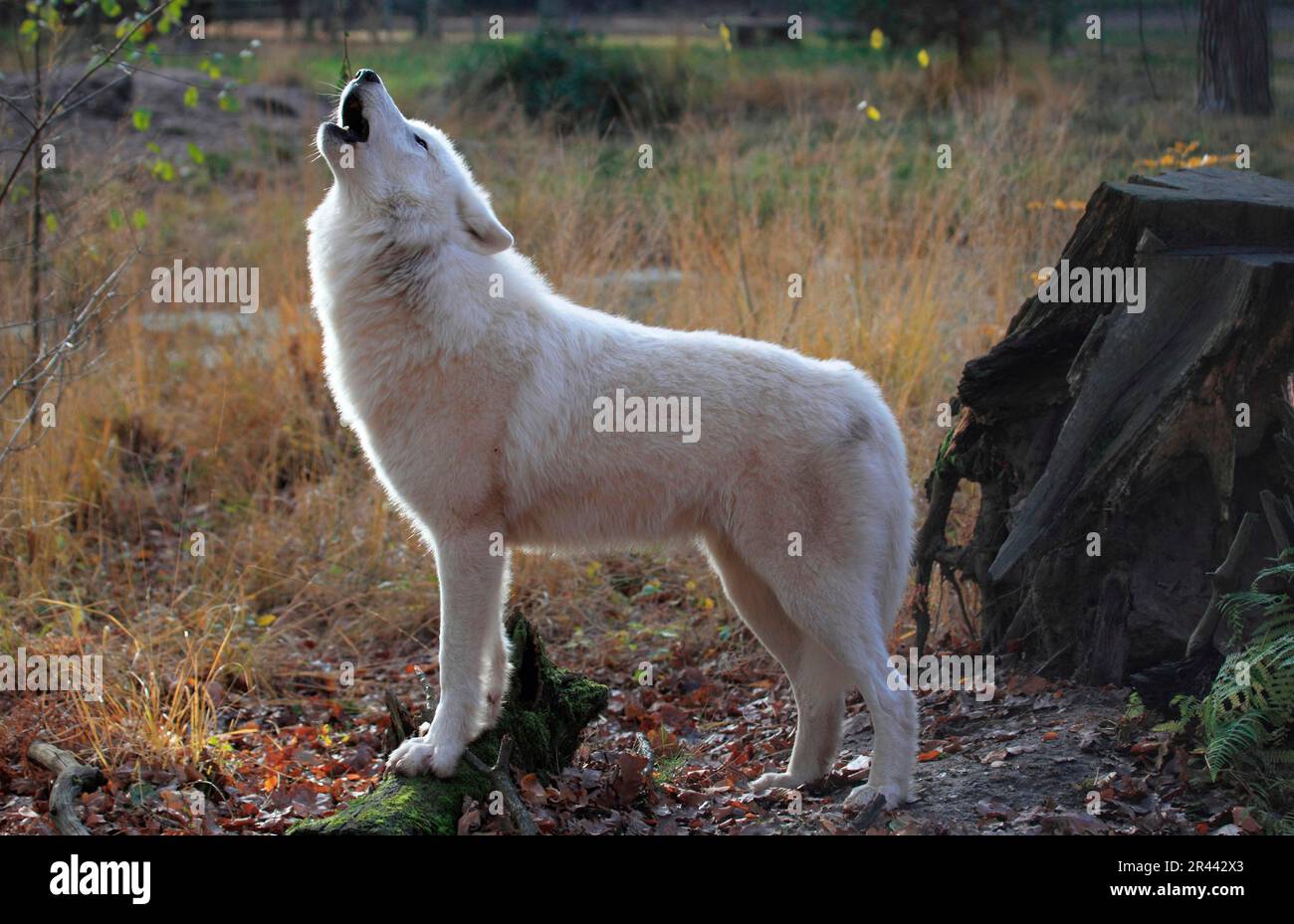 Tundra wolf (Canis lupus Stock Photo - Alamy