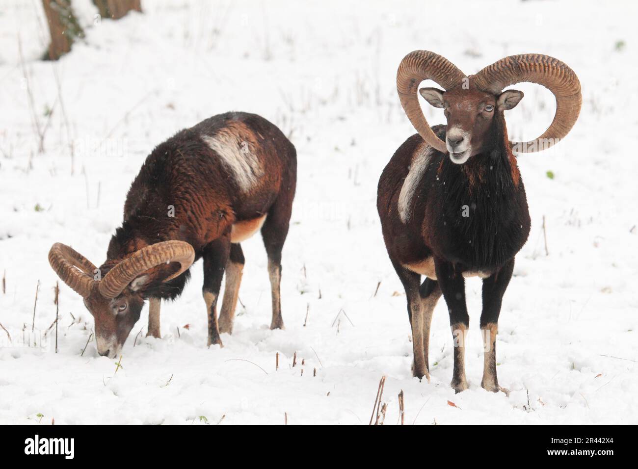 European mouflon, ram, European mouflon (Ovis gmelini musimon) European ...