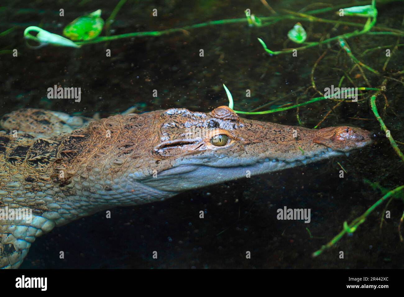Philippine crocodile (Crocodylus mindorensis Stock Photo - Alamy