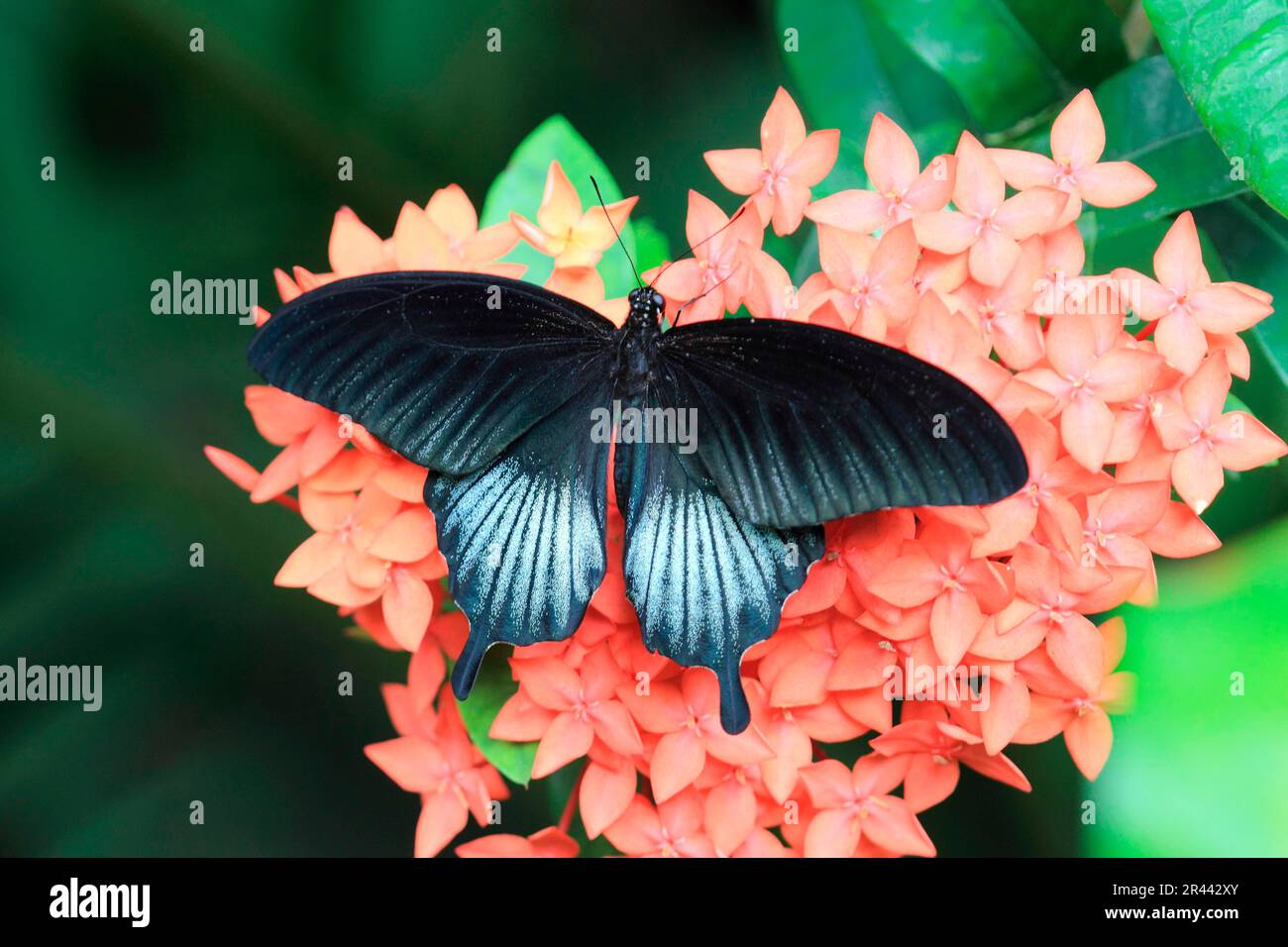Great Mormon (Papilio memnon Stock Photo - Alamy