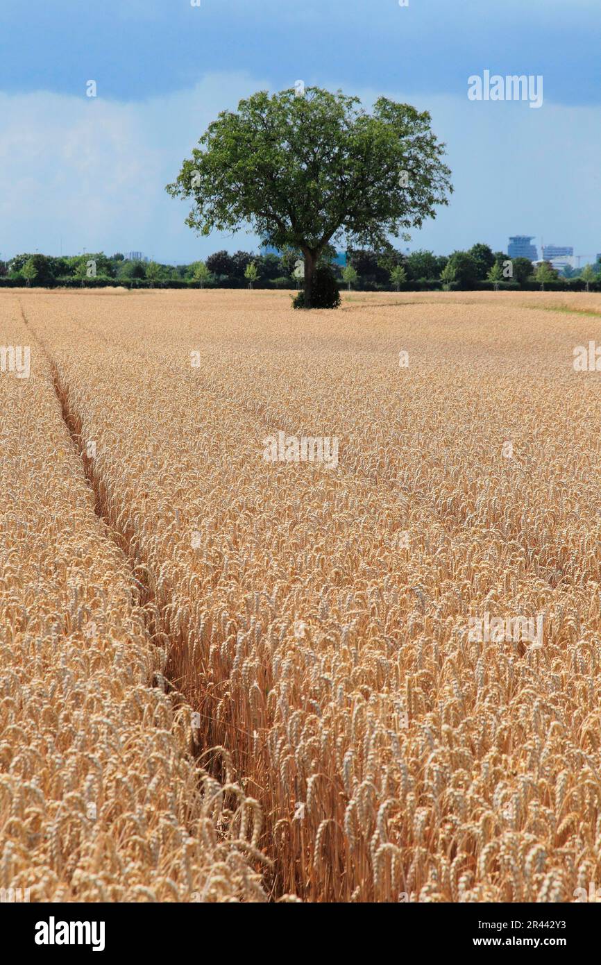 Walnut tree field in hi-res stock photography and images - Alamy