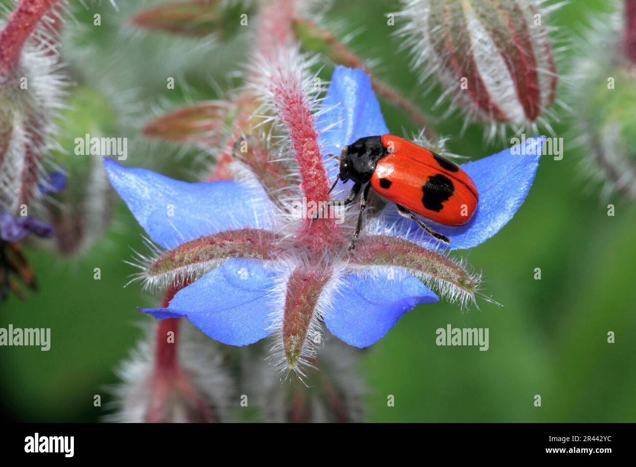 Four-spotted ant leaf beetle (Clytra quadripunctata Stock Photo - Alamy