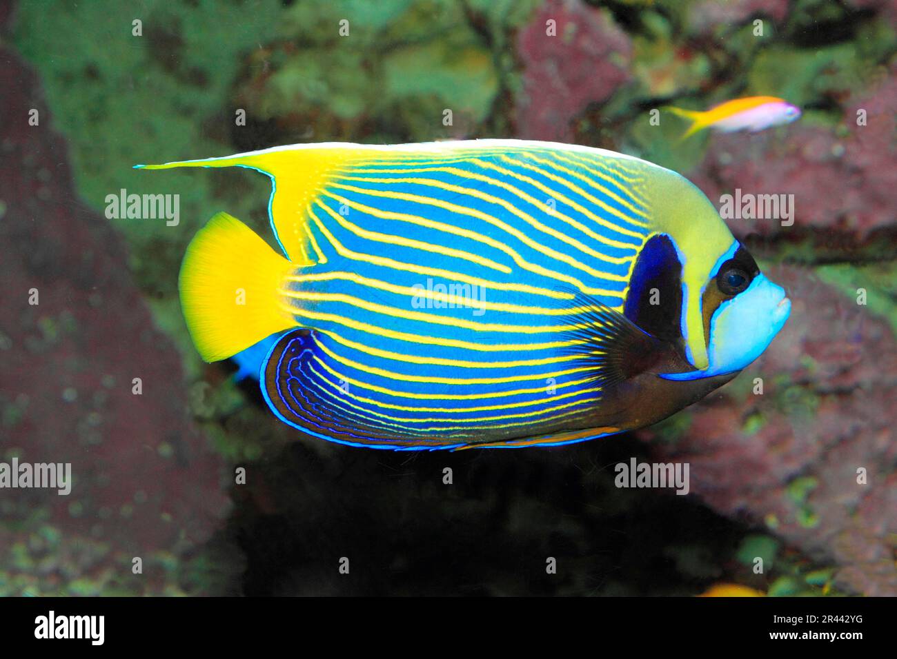 Emperor angelfish (Pomacanthus imperator), Large angelfish Stock Photo ...
