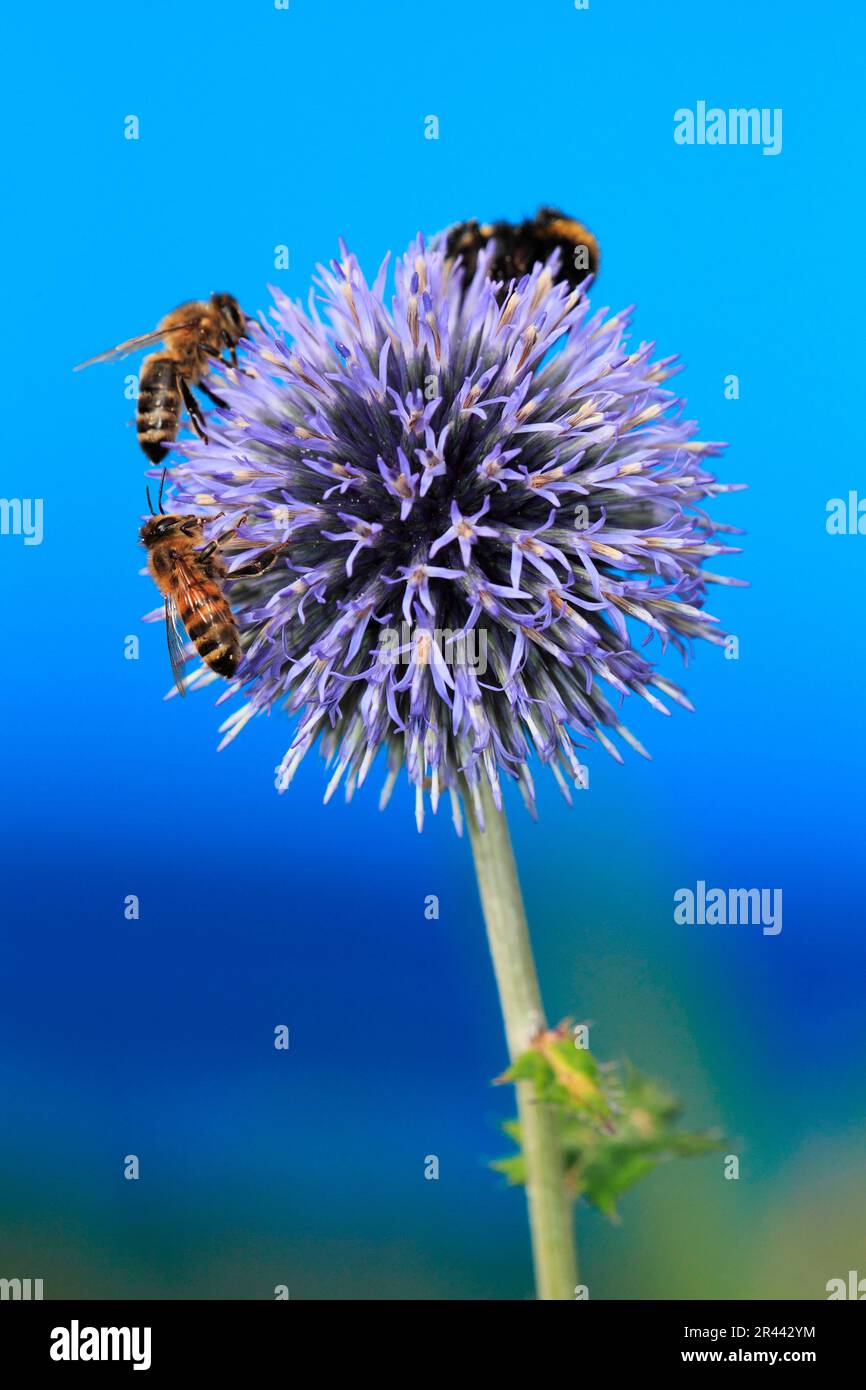 Common Great Globe Thistle, glandular Great Globe Thistle (Echinops ...